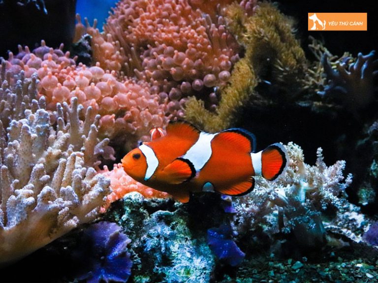 Cá hề Nemo là cá gì? Nuôi chúng như thế nào đạt có bể cá đẹp | Thucanh