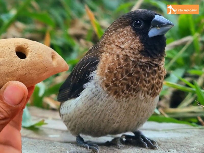 Chim ri là gì? Cách nuôi và mẹo bẫy chim ri hiệu quả cho anh em