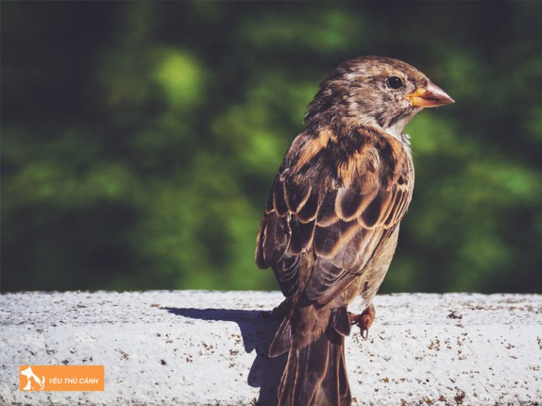 Tìm hiểu về đặc điểm của chim sẻ và cách nuôi chúng | Thucanh