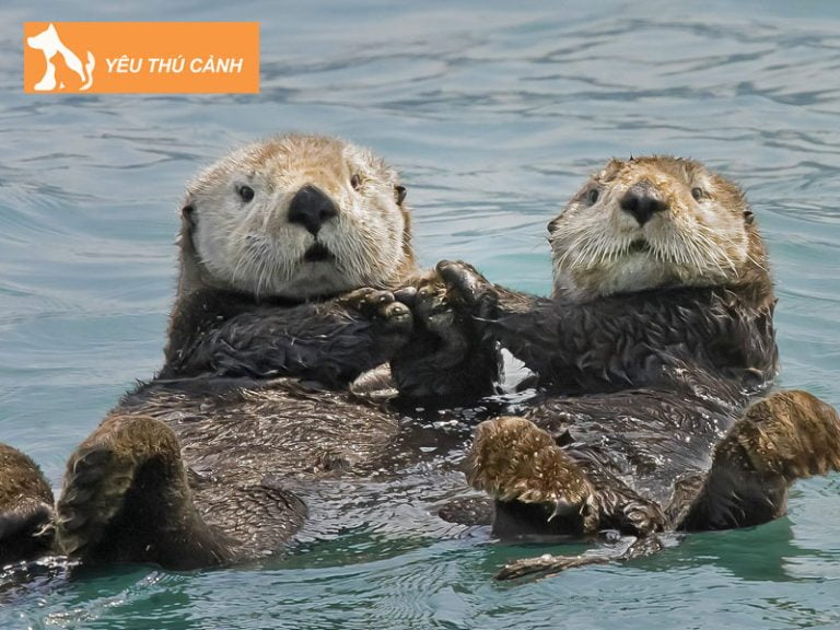 Đặc điểm và kinh nghiệm nuôi rái cá cho những ai chưa biết | Thucanh