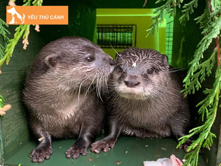 Đặc điểm và kinh nghiệm nuôi rái cá cho những ai chưa biết | Thucanh