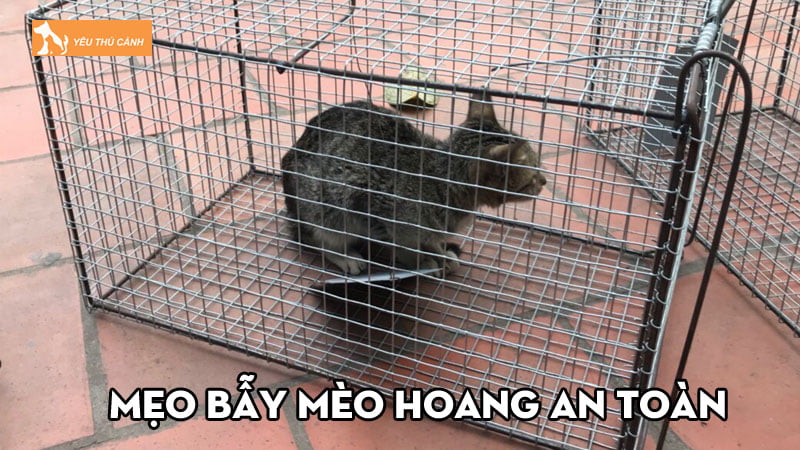 Mẹo bẫy mèo hoang an toàn, đơn giản không phải ai cũng biết