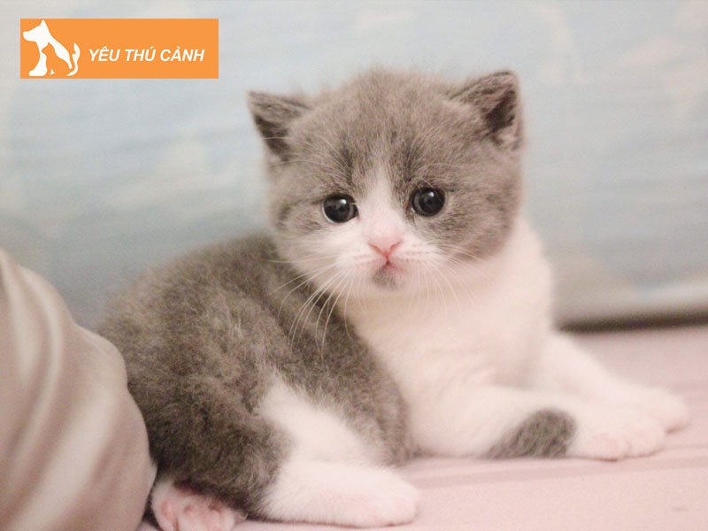 Mèo Bicolor giá bao nhiêu? Phân biệt các loại mèo Bicolor | Thucanh