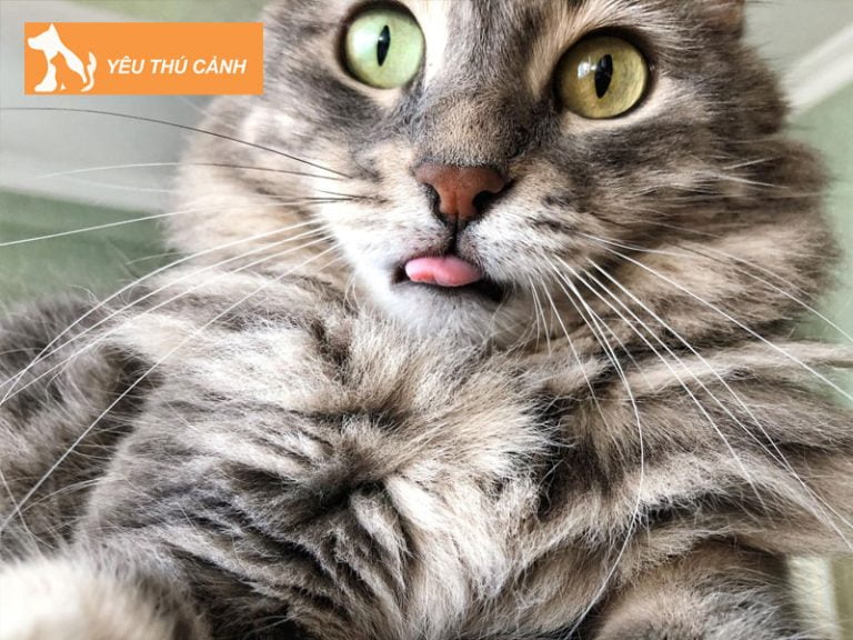Vì sao mèo lè lưỡi? Phân tích các trạng thái khi mèo lè lưỡi | Thucanh