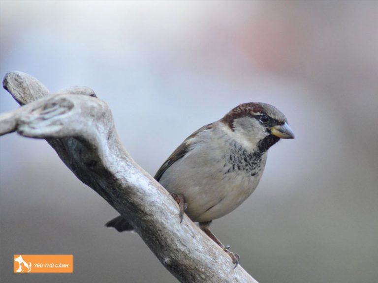 Tìm hiểu về đặc điểm của chim sẻ và cách nuôi chúng | Thucanh