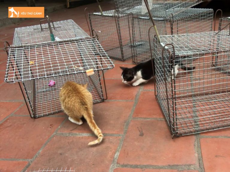 Mẹo bẫy mèo hoang an toàn, đơn giản không phải ai cũng biết