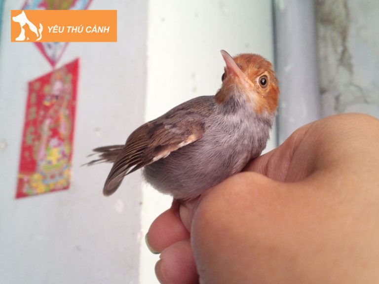 Sâu đầu đỏ là chim gì? Đặc điểm và cách chăm sóc chim sâu đầu đỏ