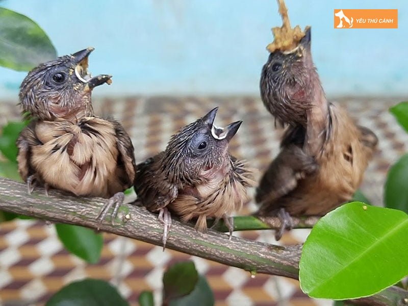 Chim ri là gì? Cách nuôi và mẹo bẫy chim ri hiệu quả cho anh em