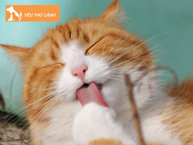 Vì sao mèo lè lưỡi? Phân tích các trạng thái khi mèo lè lưỡi | Thucanh