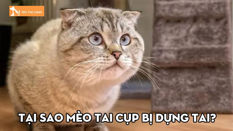 Tại sao mèo tai cụp bị dựng tai? Chia sẻ cách chăm sóc phù hợp