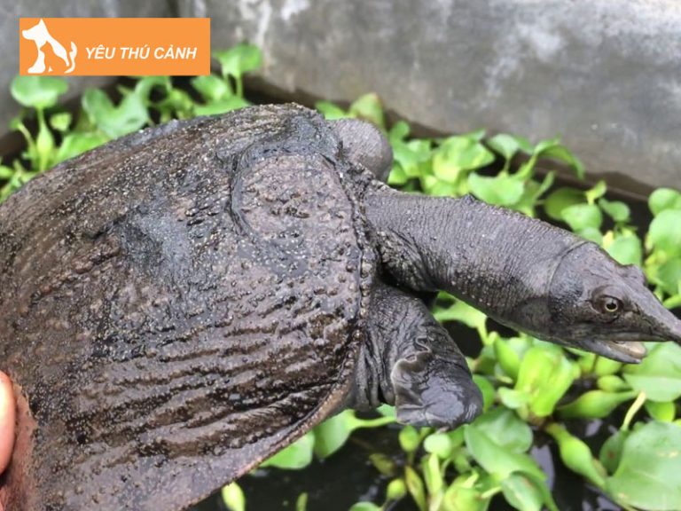 Tra cứu cách phân biệt rùa và baba chuẩn nhất, đơn giản nhất | Thucanh