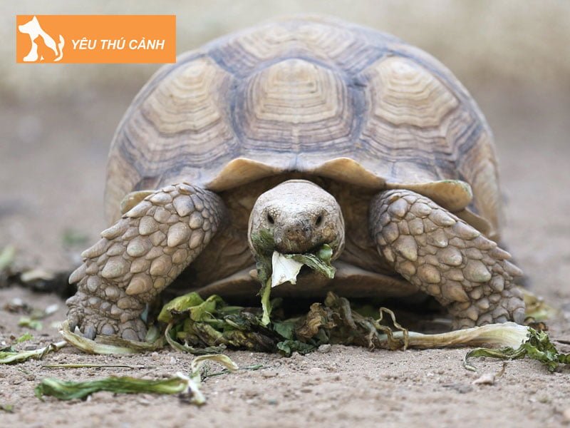 Tra cứu cách phân biệt rùa và baba chuẩn nhất, đơn giản nhất | Thucanh