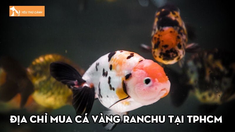 Top 5+ địa chỉ mua cá vàng Ranchu tại TPHCM đẹp, giá tốt | Thucanh