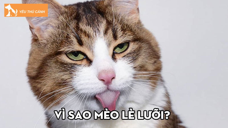 Vì sao mèo lè lưỡi? Phân tích các trạng thái khi mèo lè lưỡi | Thucanh
