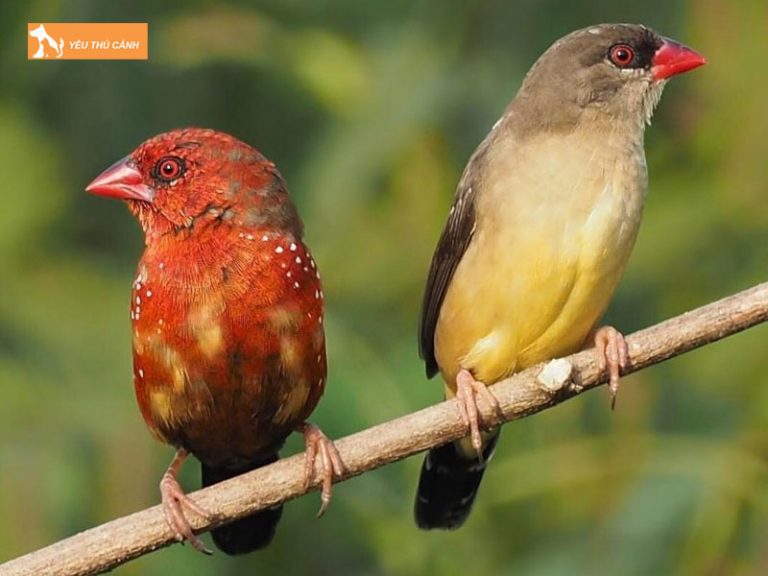 Chim manh manh là chim gì? Kỹ thuật nuôi và chăm sóc đúng cách