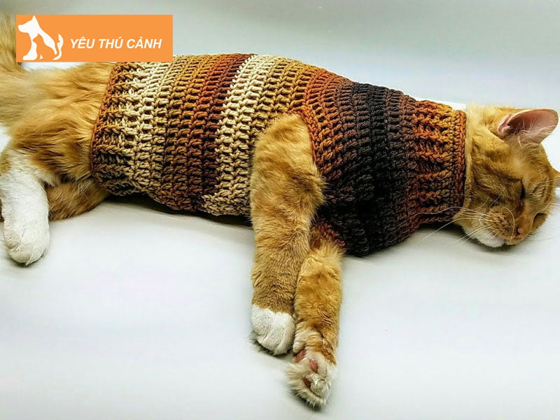 Bật mí cách làm áo cho mèo bằng tất đơn giản và những điều cần lưu ý