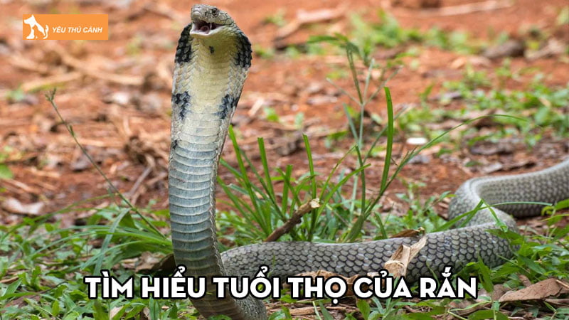 Tìm hiểu tuổi thọ của rắn và vòng đời phát triển của chúng | Thucanh