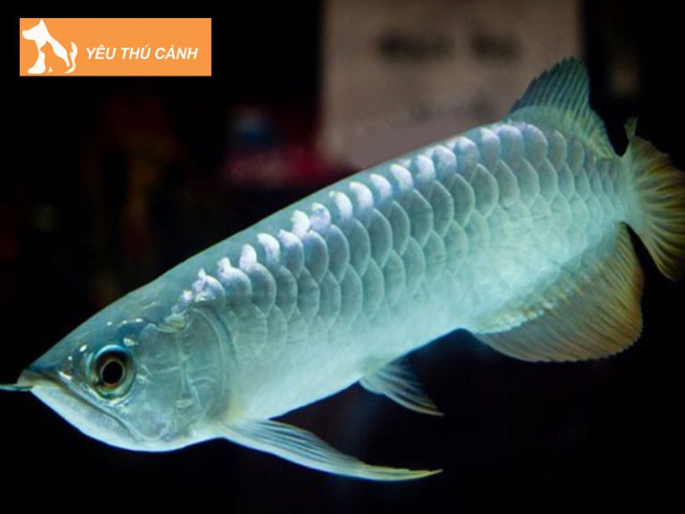 Cá Rồng là con gì? Bảng giá của Cá Rồng theo từng loại | Thucanh