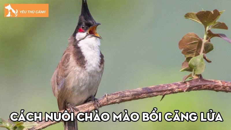 Cách nuôi Chào mào bổi căng lửa đơn giản, nhanh hót nhất | Thucanh