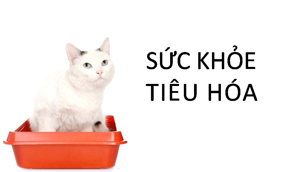 Mèo ỉa chảy màu vàng và tình trạng sức khỏe - Thú Cảnh