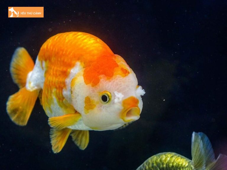 Cá Ranchu giá bao nhiêu? Cách chọn và nuôi cá đúng chuẩn | Thucanh
