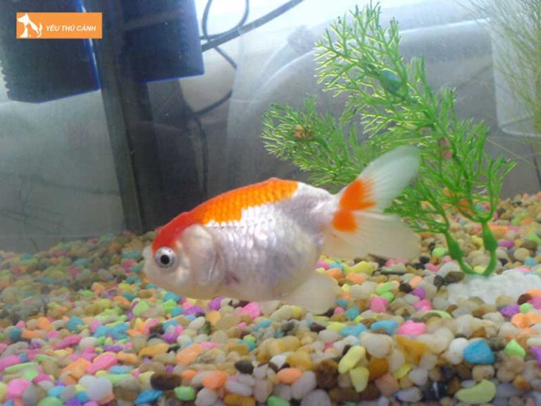 Cá Ranchu mini là gì? Giá cá Ranchu nhỏ và kinh nghiệm nuôi mau lớn