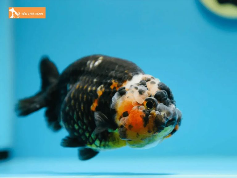 Cá Ranchu giá bao nhiêu? Cách chọn và nuôi cá đúng chuẩn | Thucanh
