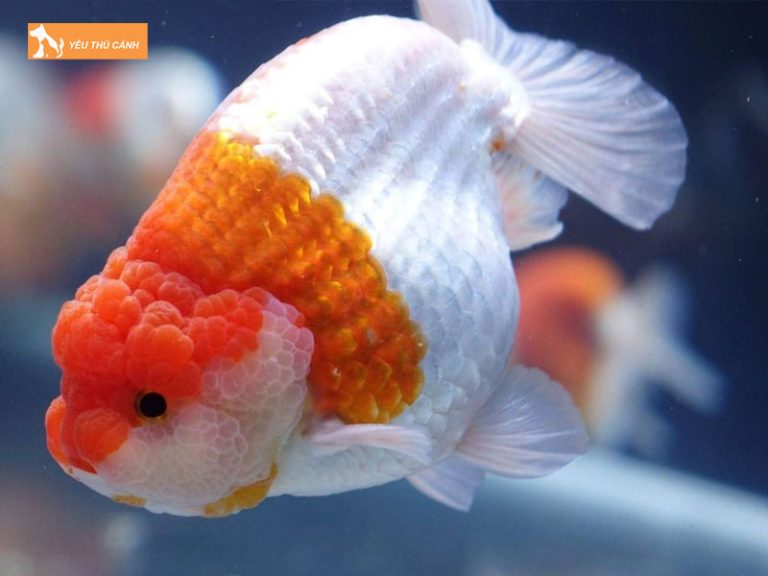 Cá Ranchu mini là gì? Giá cá Ranchu nhỏ và kinh nghiệm nuôi mau lớn