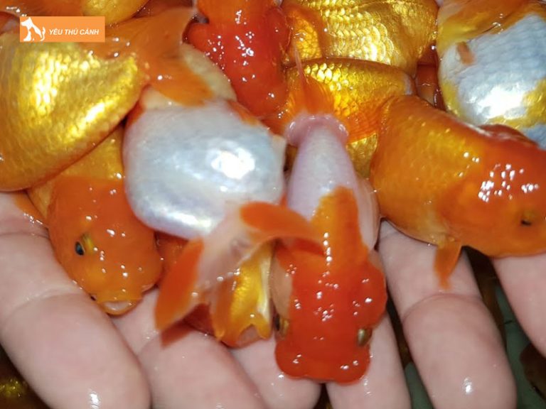 Cá Ranchu mini là gì? Giá cá Ranchu nhỏ và kinh nghiệm nuôi mau lớn