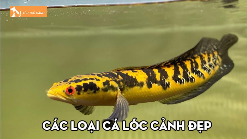 Top 5+ các loại cá lóc cảnh đẹp, dễ nuôi được săn đón nhất | Thucanh