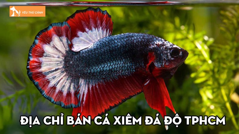 Top 5+ địa chỉ bán cá xiêm đá độ TPHCM rẻ đẹp, khỏe mạnh | Thucanh