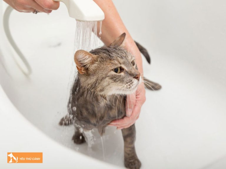 Đón mèo mới về nhà cần chuẩn bị gì? Những lưu ý cần thiết | Thucanh