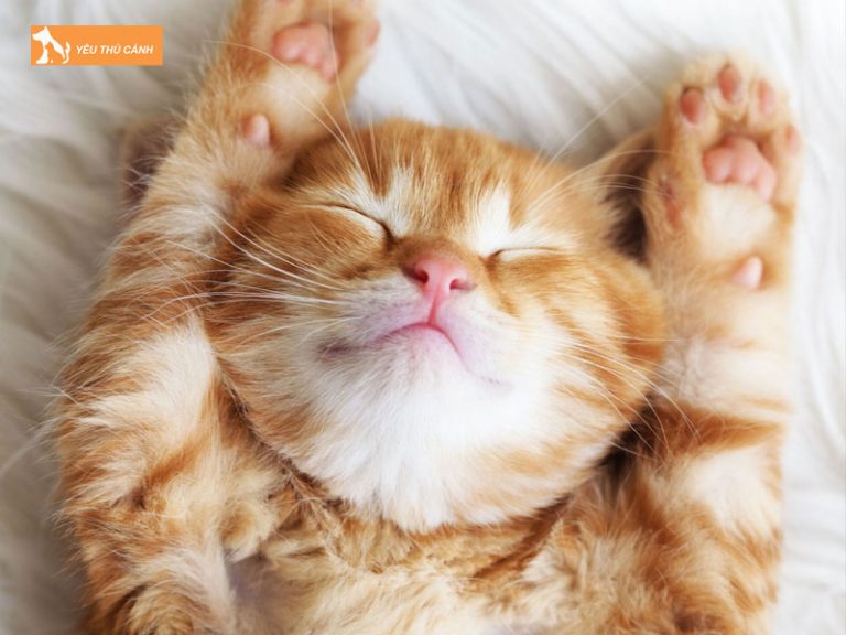 Đón mèo mới về nhà cần chuẩn bị gì? Những lưu ý cần thiết | Thucanh