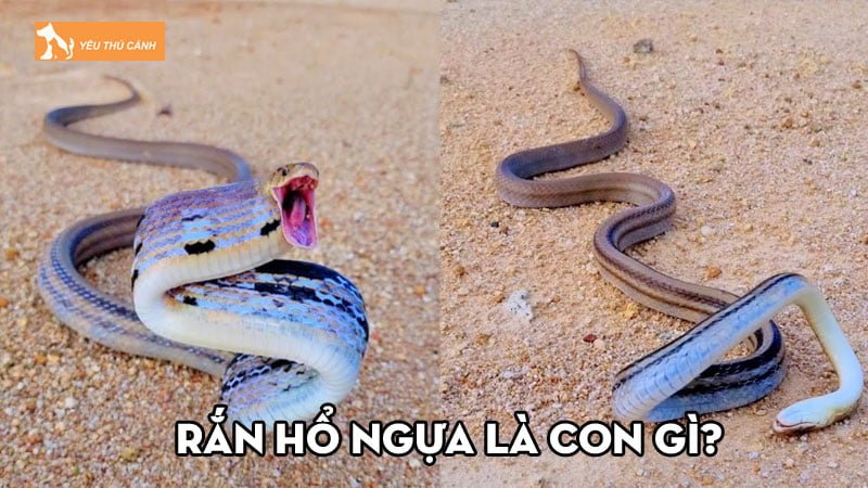 Rắn hổ ngựa là con gì? Những thông tin cần biết về chúng | Thucanh