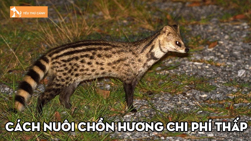 Cách nuôi chồn hương chi phí thấp, đạt giá trị kinh tế cao nhất