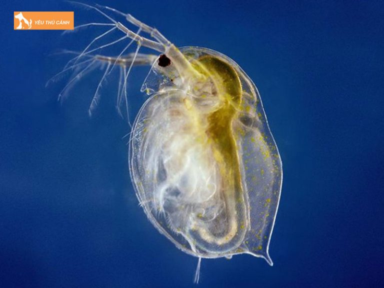 Cách nuôi bobo cho cá đơn giản, dễ hiểu, chi tiết từ A-Z