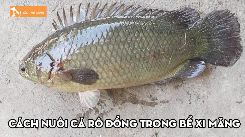 Cách nuôi cá rô đồng trong bể xi măng hiệu quả, năng suất cao