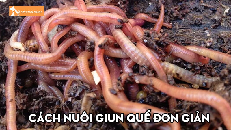 Cách nuôi giun quế đơn giản, mang lại hiệu quả cao nhất