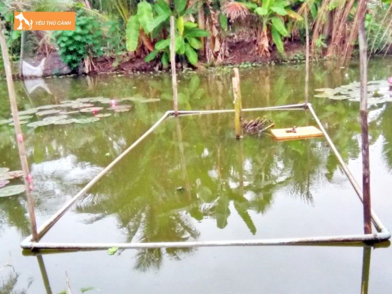 Cách nuôi cá chạch lấu thương phẩm hiệu quả, năng suất cao