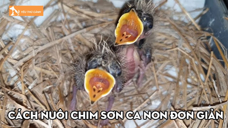 Cách nuôi chim Sơn Ca non đơn giản, ai cũng nuôi được