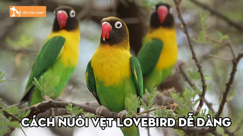 Cách nuôi Vẹt LoveBird dễ dàng, cực chi tiết cho người mới bắt đầu