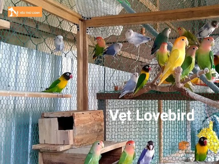 Cách nuôi Vẹt LoveBird dễ dàng, cực chi tiết cho người mới bắt đầu