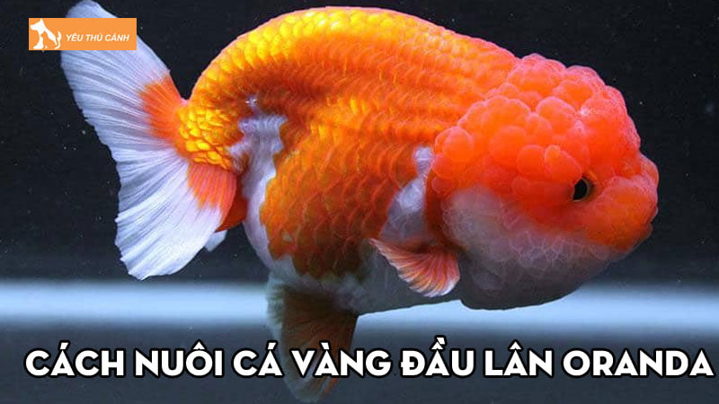 Cách nuôi cá vàng đầu lân Oranda khỏe mạnh, màu đẹp