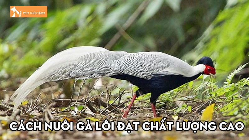 Cách nuôi gà lôi đạt chất lượng cao, mang lại thu nhập khủng