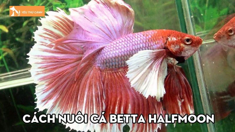 Cách nuôi cá Betta Halfmoon đơn giản tín đồ cá cảnh không nên bỏ lỡ