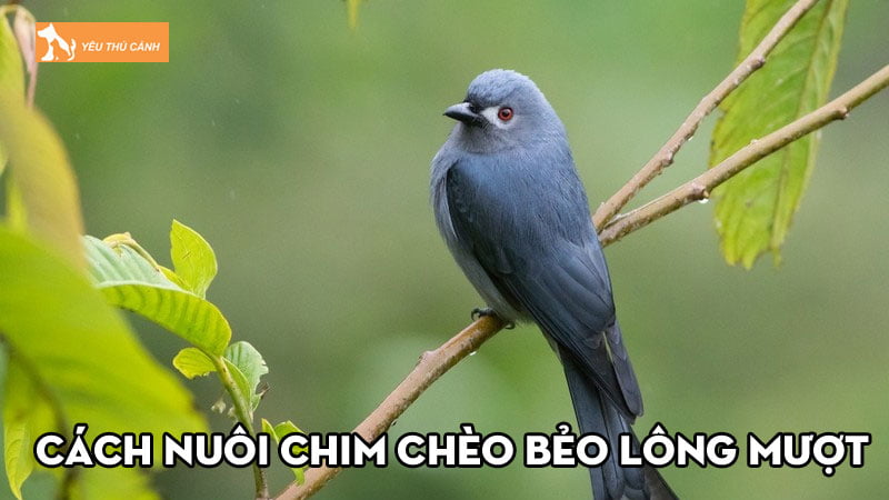 Cách nuôi chim chèo bẻo lông mượt mà, hót cực hay
