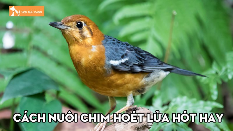 Cách nuôi chim hoét lửa hót hay từ A-Z cho người mới