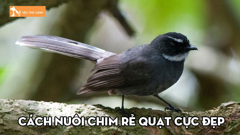 Cách nuôi chim rẻ quạt cực đẹp, khỏe mạnh có thể bạn chưa biết