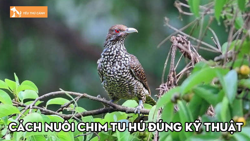 Cách nuôi chim tu hú đúng kỹ thuật cho người mới bắt đầu