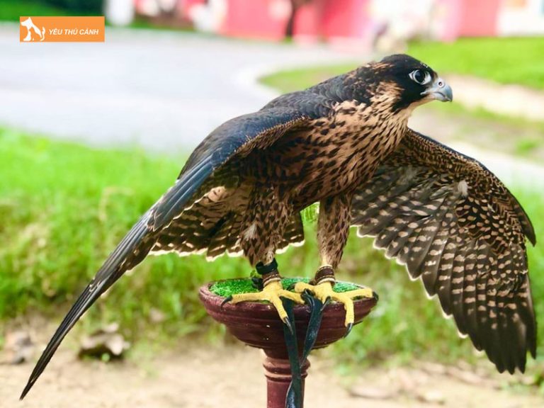 Cách nuôi chim diều hâu tại nhà khỏe mạnh, săn mồi cực giỏi